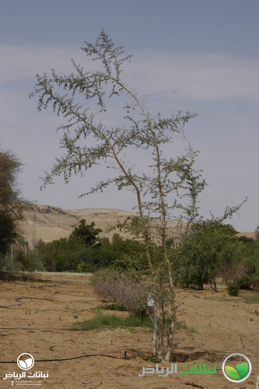 Apple-Ring Acacia, Ana Tree, harraz - Riyadh Plants