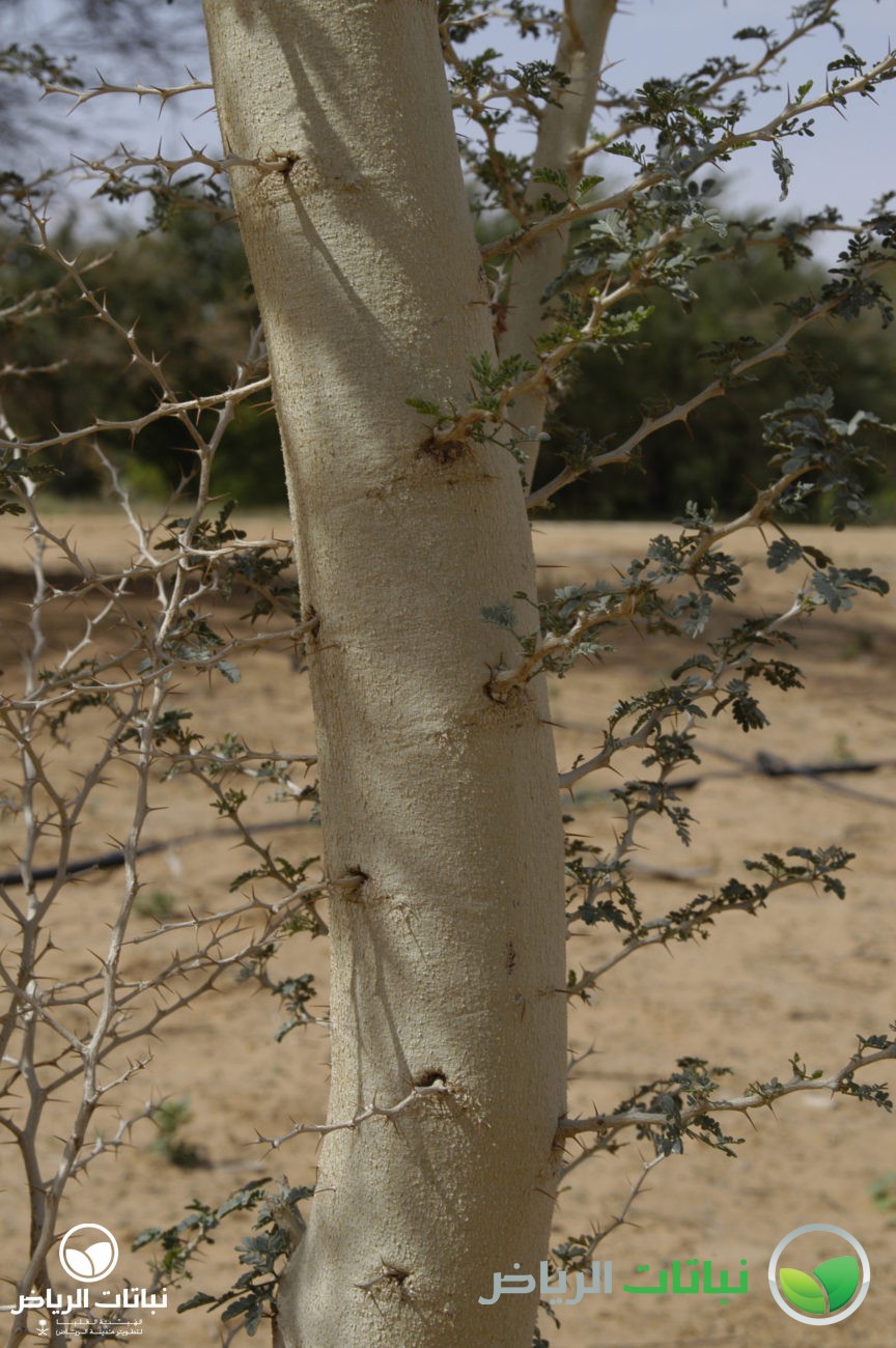 Apple-Ring Acacia, Ana Tree, harraz - Riyadh Plants