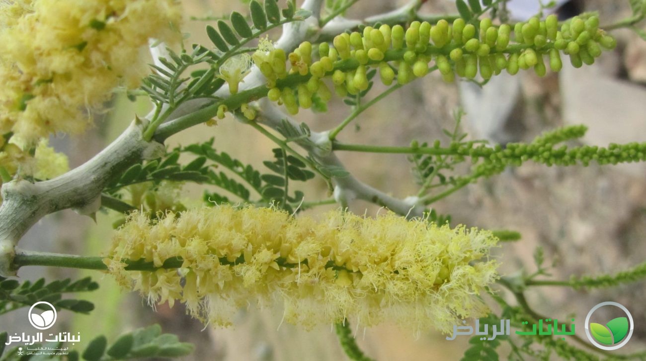 Apple-Ring Acacia, Ana Tree, harraz - Riyadh Plants