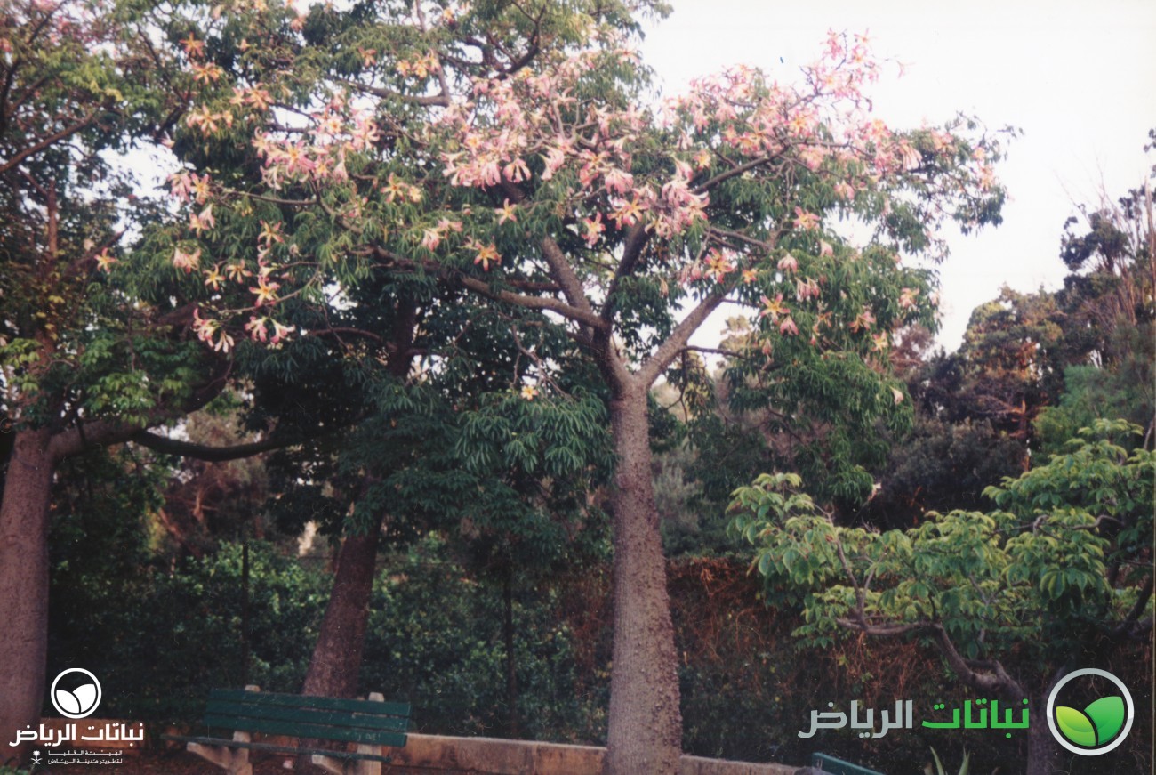 Floss-Silk Tree - Riyadh Plants