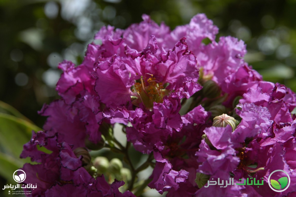 Crape Myrtle - Riyadh Plants