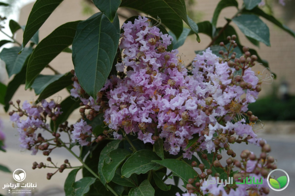 Crape Myrtle - Riyadh Plants