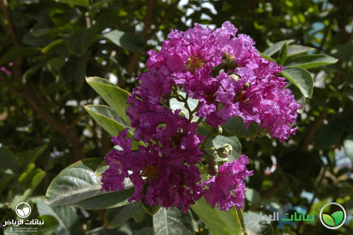 Crape Myrtle - Riyadh Plants