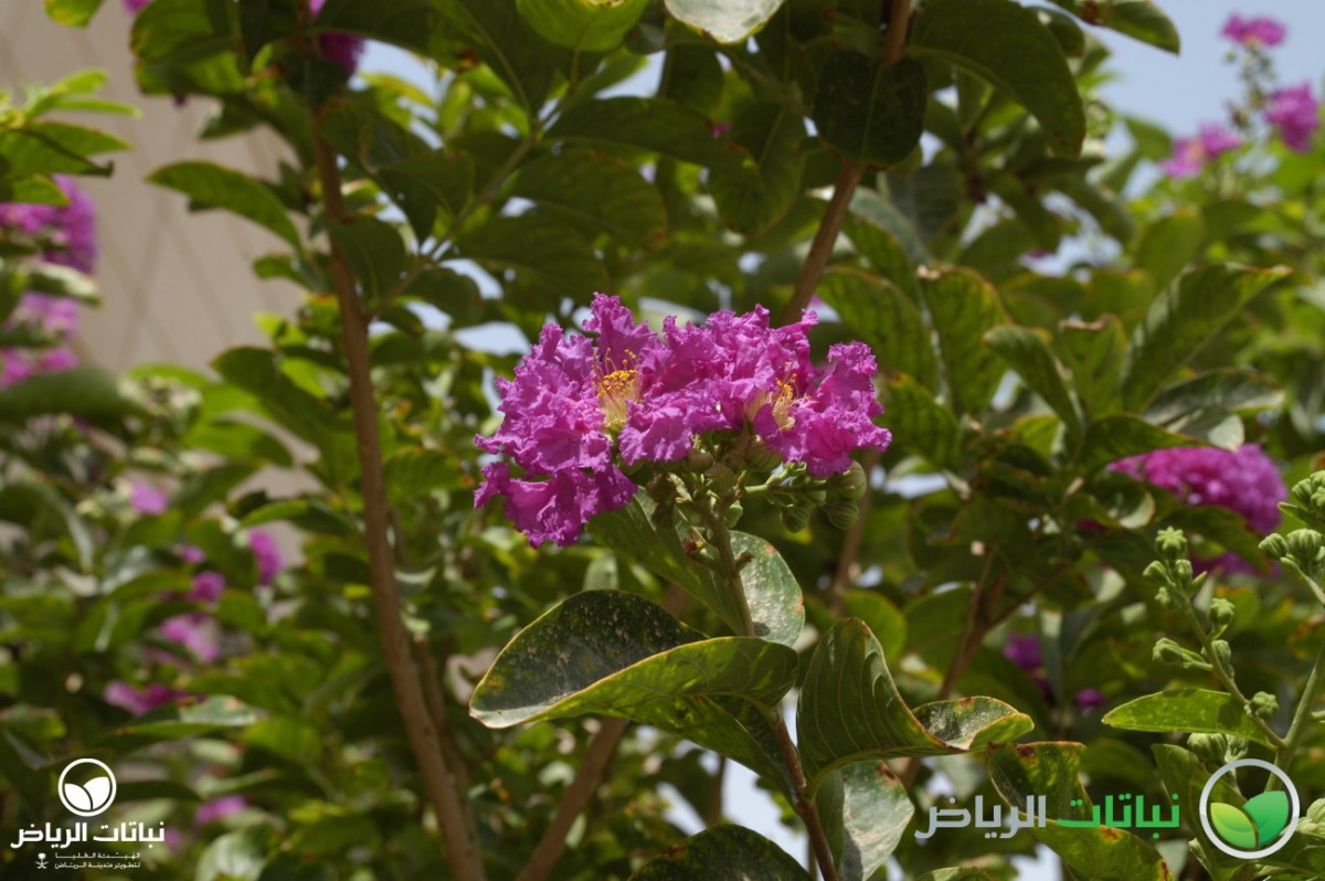 Crape Myrtle - Riyadh Plants