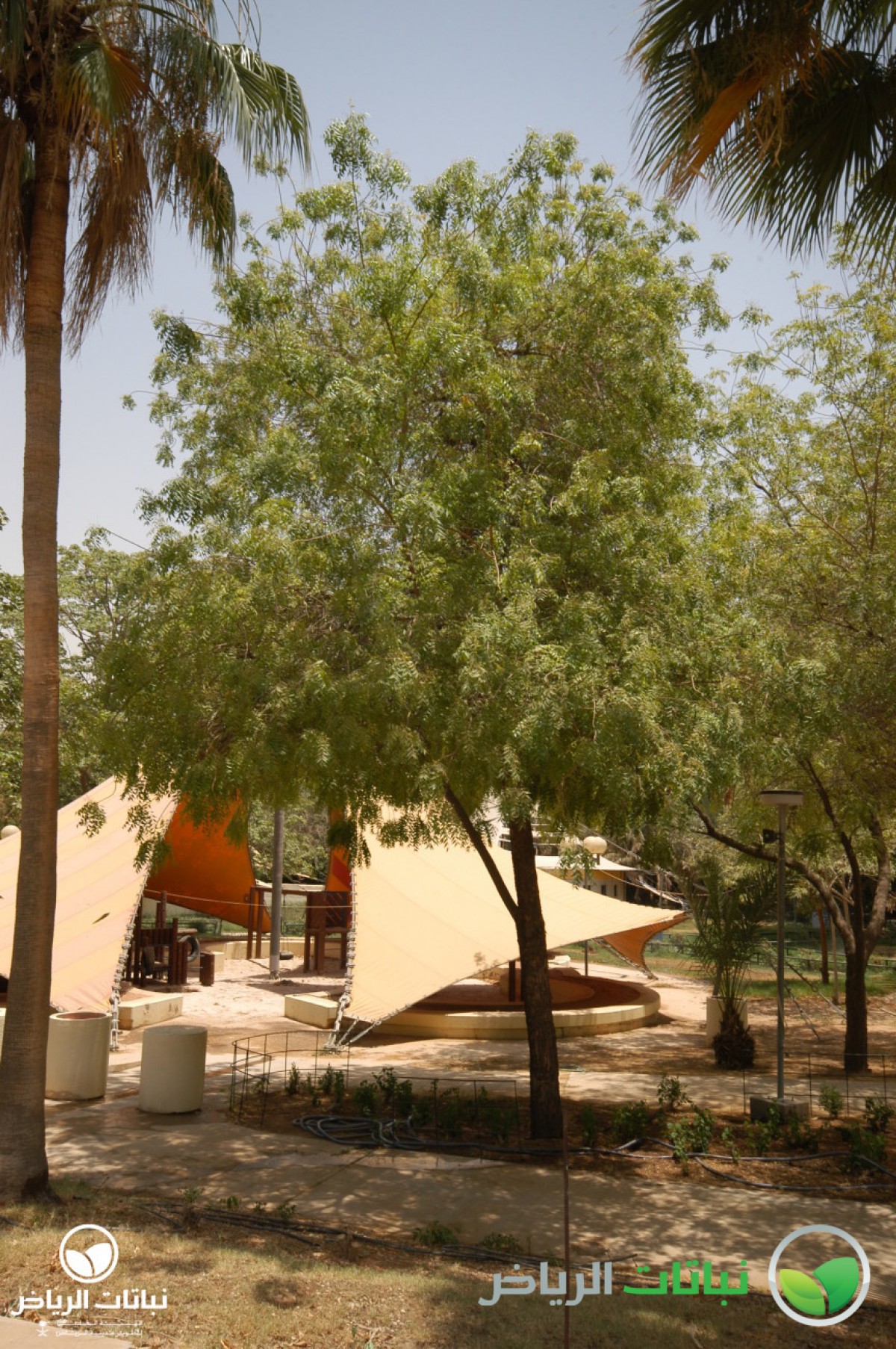 الزنزلخت - نباتات الرياض